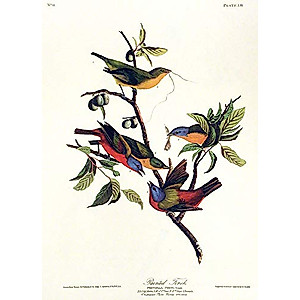 Painted Finch. From"The Birds of America" (Amsterdam Edition)