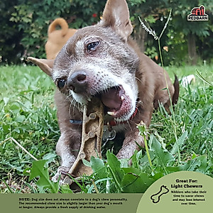 Redbarn Chew-A-Bulls (Size: Large | Shape: Brush | 6-Count (Pack of 1))