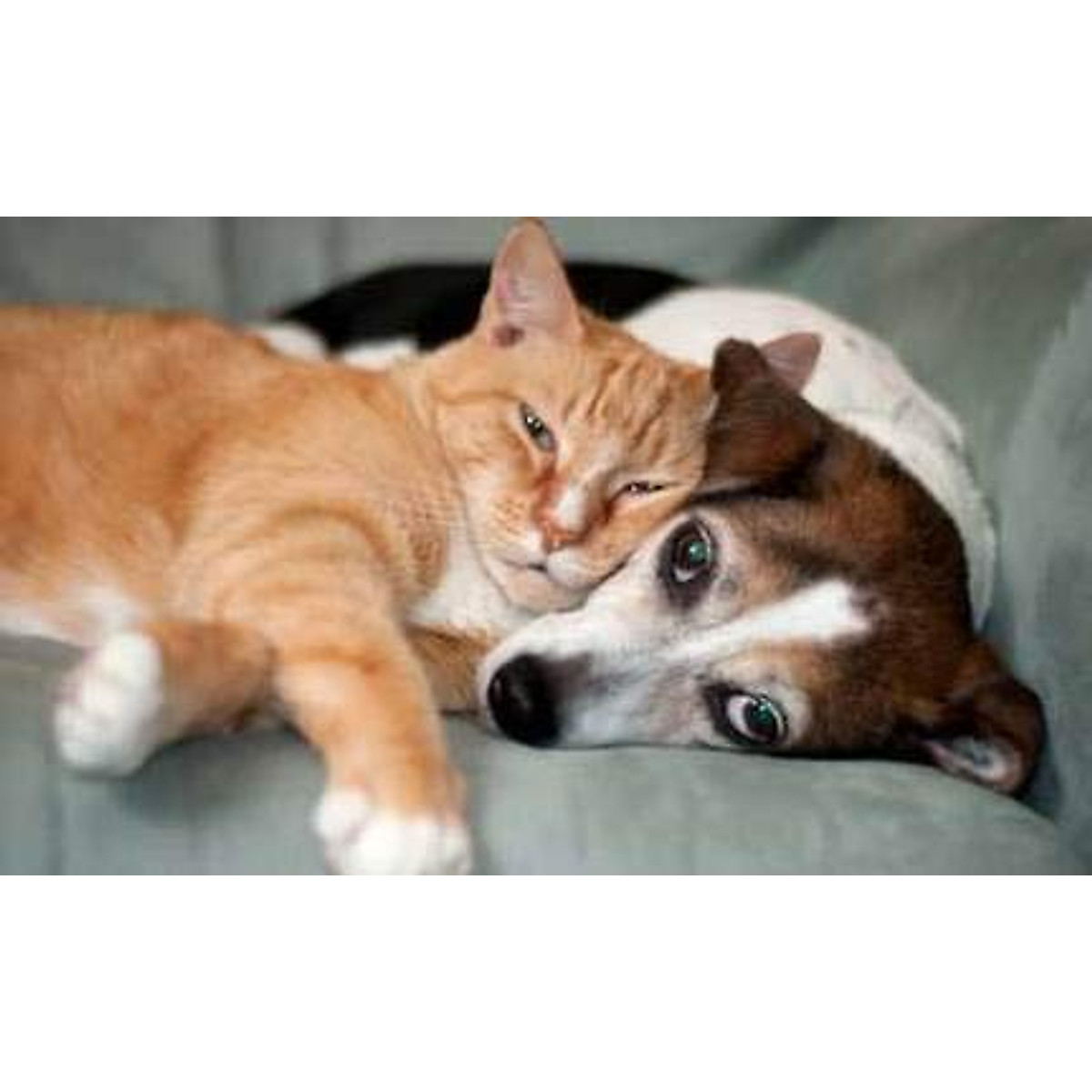 Dog Joint Supplement with tumeric - Pets Turmeric Joint Health Complex - with MSM - Dogs and Cats - Hip AID - Dog Turmeric Chews Organic - 2 Bottles (120 Tablets)