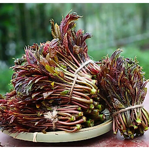 Chinese Mahogany Live Plant Tree Seedings,14-17inch Height Chinese Red Toon Tree Great for Home and Garden Yards Planting