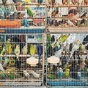 cabilock Climbing Toys 3pcs Bird Wood Platform Parrot Perch Stand Playground Cage Corner Shelf Board for Conures Budgies Hamster Gerbil Rat 5. 5cm Round Bird Cage