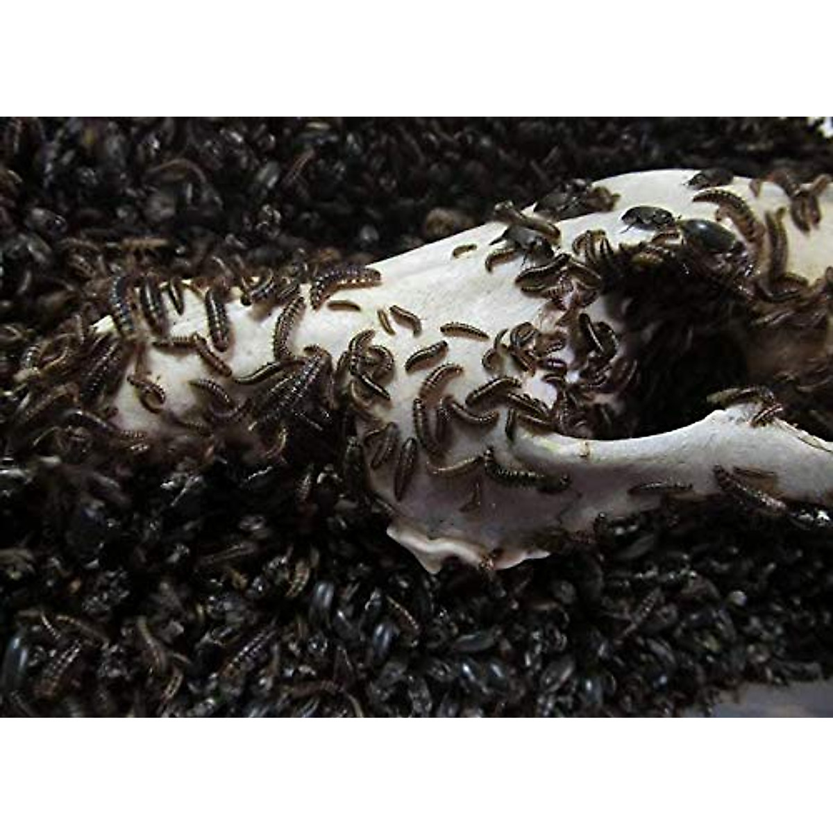 Walks Again Taxidermy Dermestid Beetles (2500+)