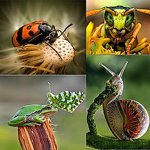 Macro Lens Tube Extension for Canon DSLR, Micnova KK-C68 Pro Auto Focus Macro Extension Tube Set for Canon EOS EF & EF-S Mount 5D2 5D3 6D 650D 750D Film Cameras (12mm 20mm and 36mm Tubes)