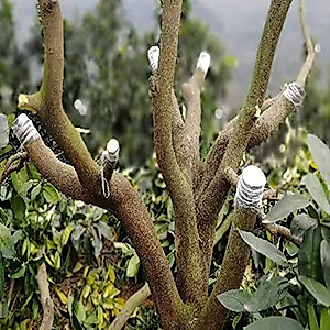 damotec Grafting Tape Grafting Film for Plants, 3 Pack Stretchable Garden Grafting Tape Plants Repair Budding Tapes for Floral Fruit Tree and Poly Budding Tape