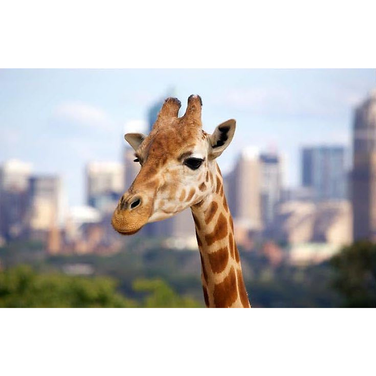 500mm/1000mm f/8 Manual Telephoto Lens for Canon EOS 80D, EOS 90D, Rebel T3, T3i, T5, T5i, T6i, T6s, T7, T7I, T8I, SL3, EOS 60D, EOS 70D, EOS 5D, EOS5D IV, EOS 6D II, EOS 7D II SLR Cameras