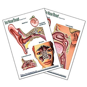 Ear Nose and Throat Support Card