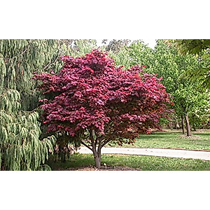 Red Japanese Maple - Live Plant 2-3 feet Tall - Deep Red Leaves