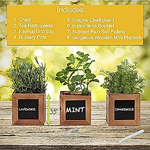 Indoor Herb Growing Kit - Herbal Tea Plants Included in Tea Growing Kits are Lavender, Chamomile & Mint Seeds. Medicinal Herb Plants Seed Kit