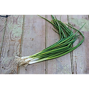 Burpee Evergreen Long White Bunching (Organic) Onion Seeds 1500 seeds