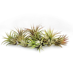NW Wholesaler - Set of 12 Assorted Live Tillandsia Ionantha Air Plants - Variety pack of Tillandsia Air Plants for Terrariums, Hanging Planters, and Home Decor - Bulk Air Plants - Indoor House Plants