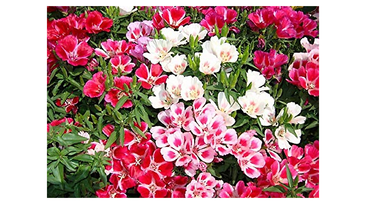 Seeds Satin Flower (Godetia) Mix Large Flower Indoor Garden Beautiful ...