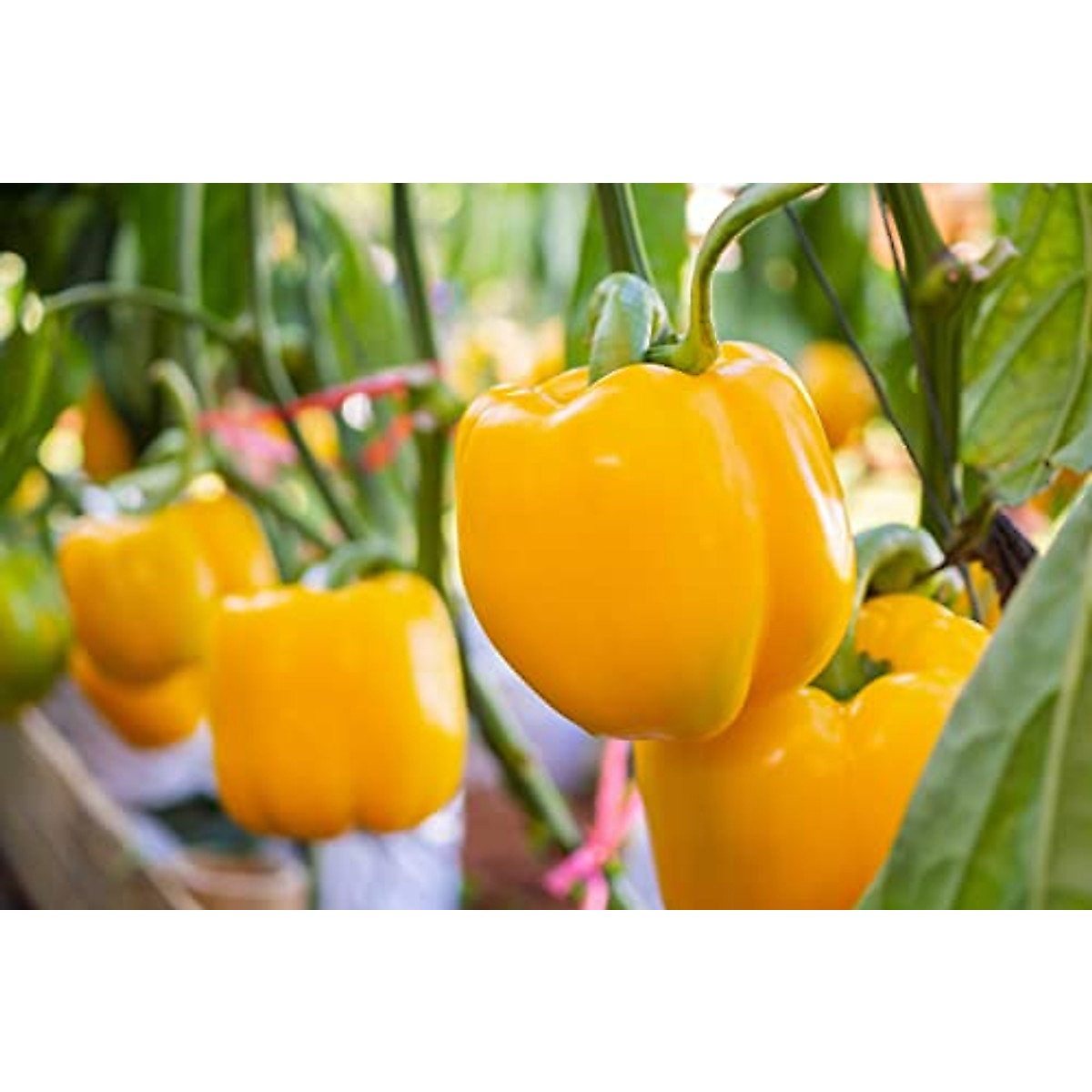 Sweet Bell Pepper Seeds Collection, 200 Seeds, 4 Heirloom Non-GMO Varieties. Giant Green, Yellow Sunbright, Orange Horizon, Big Red.