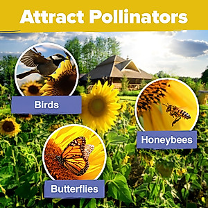 HOME GROWN Sunflower Seeds to Plant | 520+ Giant Mammoth Sunflower Seeds for Planting Bulk Packet | Heirloom, High Germination, Easy to Grow Jumbo Sun Flower Seeds for Home Garden