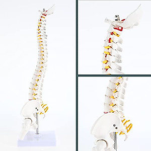 RONTEN Mini Spine Model, 15.5" Mini Vertebral Column Model Details Vertebrae, Spinal Nerves, Lumbar & Pelvis with Stand