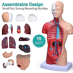 LVCHEN Human Body Model - Human Torso Anatomy Model 15 Pcs Removable Parts with Heart Visceral Brain Skeleto for Preschool & School Science Medical Education Display 28cm/11in