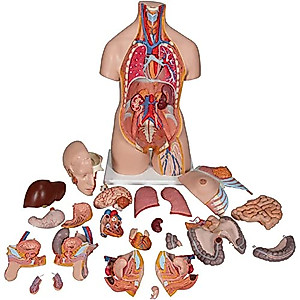 ERCTOO Human Body Model - Torso Anatomical Model - Human Torso Anatomy Model 23 Pcs Removable Parts with Heart Visceral Brain Skeleto for Preschool & School Science Medical Education Display 85cm