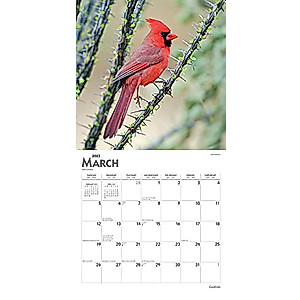Cardinals | 2023 12 x 24 Inch Monthly Square Wall Calendar | BrownTrout | Animals Wildlife Red Birds