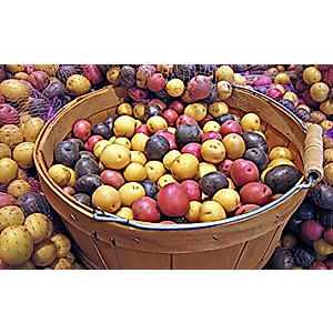 Potato Multicolor Mix - 100 True Seeds Not Root - Grow Your Own Potato