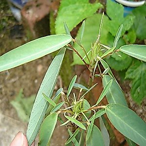 CHUXAY GARDEN Telegraph Plant Seed,Codariocalyx Motorius,Dancing Plant 20 Seeds Striking Landscaping Plant Great for Garden