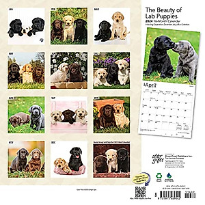 The Beauty of Labrador Retriever Puppies | 2024 12 x 24 Inch Monthly Square Wall Calendar | Sticker Sheet | StarGifts | Animals Dog Breeds Lab