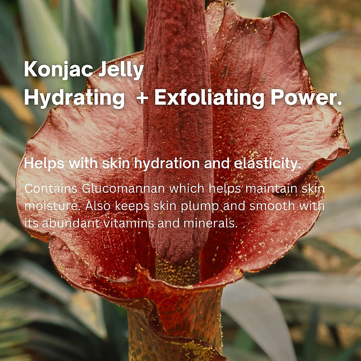 Gentle Exfoliating Scrub for Face & Body by ParadiseGal - Korean Skincare Set with Coconut & Glycolic Acid Jelly Scrub + Konjac Sponge & Bag - Ideal for Smoothing Rough Skin, KP, Cellulite