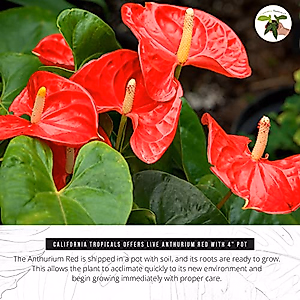 California Tropicals Anthurium Red - Live House Plants Indoor, 4 Inch Pot for Easy Care, Perfect for Office, Home & Flamingo Decor, Real Plant, Plant Gift, Flowering Plants, Sympathy Flowers