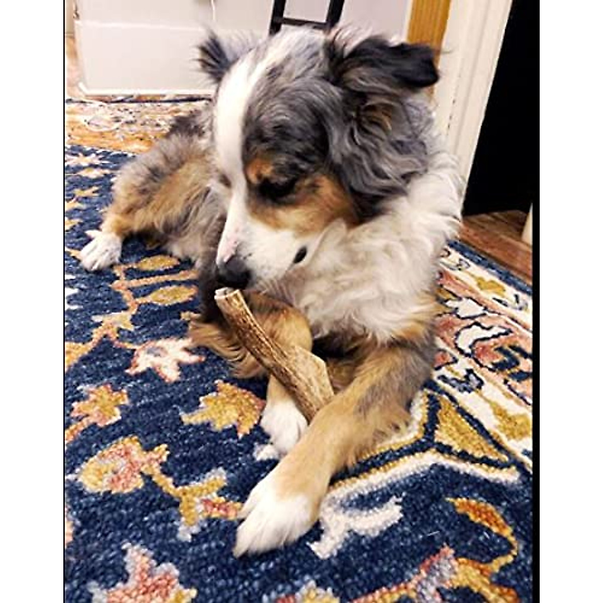 WhiteTail Naturals | 3 Pack Medium | Deer Antler Dog Chews | All Natural Organic Antlers for Dogs | Long Lasting Antler Bones for Dogs | Durable Antler Dog Toy