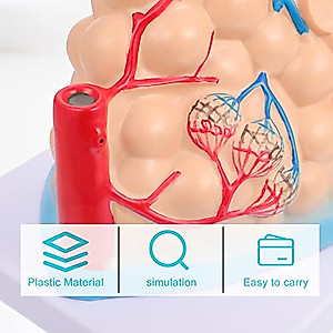 Scicalife Manikin Body Human Respiratory Lung Model Respiratory Large Alveolus Model Experiment Model Manikin