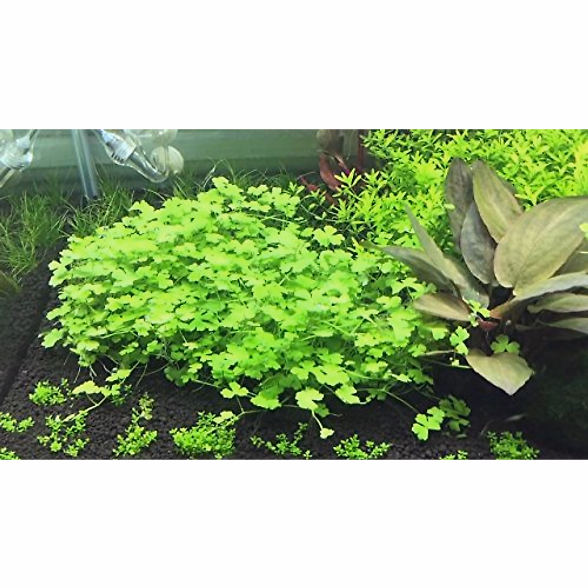 500 Premium Organic Centella Asiatica - Rau Ma - Pennywort - Gotu Kola - Seeds by Happy Seeds & Garden