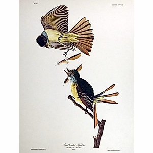Great Crested Flycatcher. From"The Birds of America" (Amsterdam Edition)