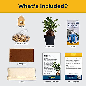 Costa Farms Bonsai Starter Kit, Live Bonsai Tree, Easy to Grow, Fun Garden, Crafts, Hobby Kit for Adults, Unique DIY Gift, Gardening, Great Gift for Kids & Adults, Mother's Day Gift, 10-Inches Tall