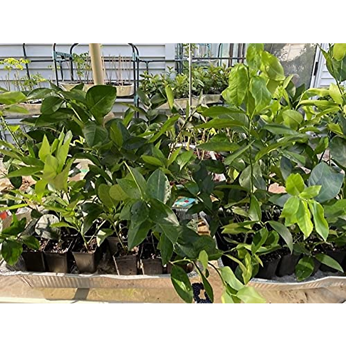Sapodilla Gardens Persian Lime (Citrus aurantifolia Hybrid) _Tree - Fruit-Plant-No Shipping to CA, AZ, TX, LA, MS, AL, GA, FL, SC