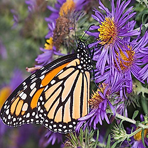 Outsidepride Perennial New England Aster Wild Flowers - 1000 Seeds