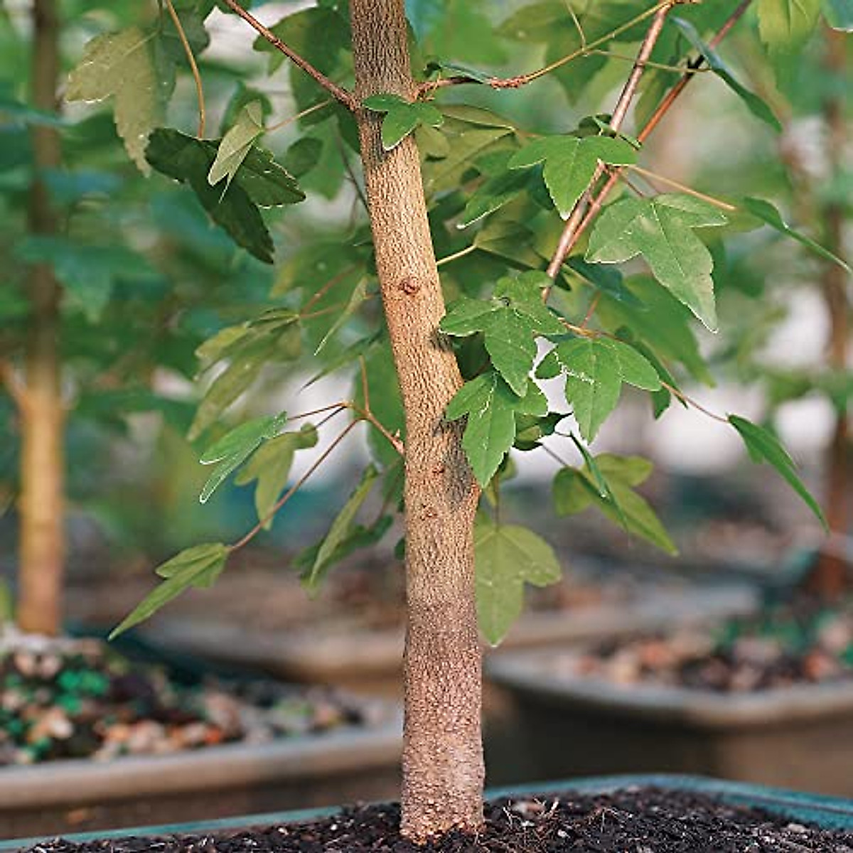 Brussel's Bonsai Live Trident Maple Outdoor Bonsai Tree 5 Years Old 8"-12" Tall with Decorative Container, Medium