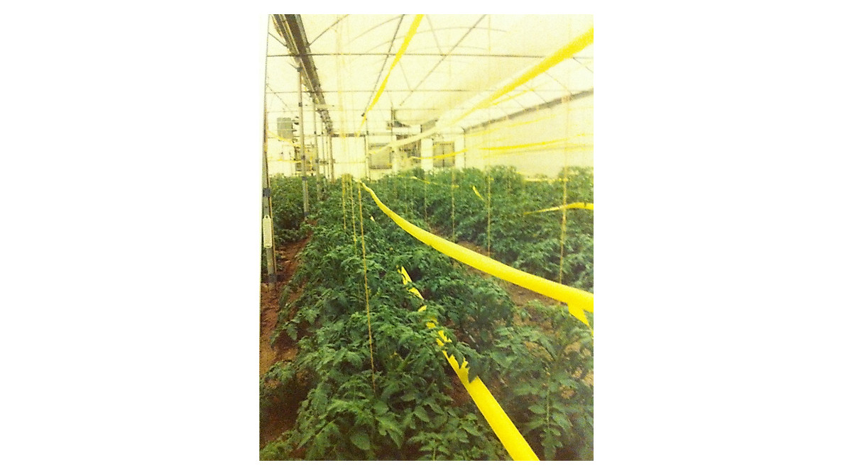 Yellow Sticky Roll 2 Inch Wide for Insect Monitoring - 530 Feet Long