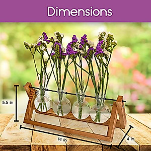 Plant Propagation Station Terrarium with Wooden Stand – Plant Terrarium Stand with 4 Glass Planters for Indoor Plants – Air Plant Holder for House Plants, Home and Office Decor