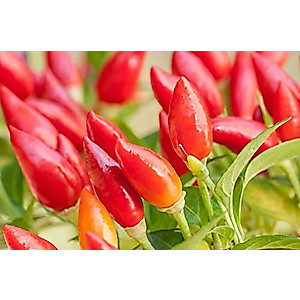 Zeoust Loife 200 Pcs Chile Pequin Pepper Seeds for Planting - Mini Tiny Chile Chili Peppers Non-GMO Seeds to Plant Home Garden (Chile Pequin Pepper)