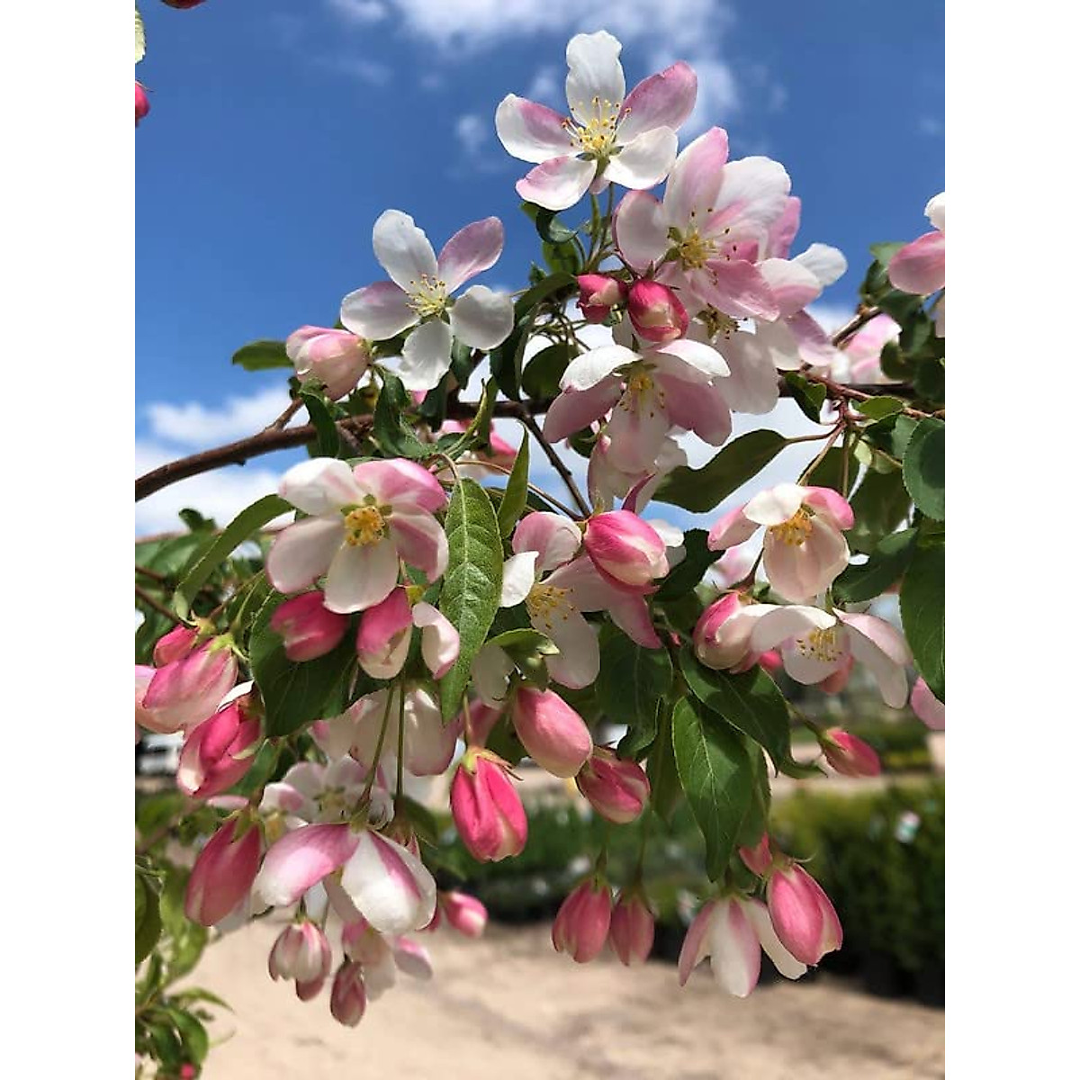 Roselow Crabapple Tree Live Plant 1-2 Ft Height, Crab Apple Fruits Crabapple Plant