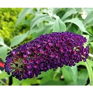 Greenwood Nursery: Live Shrub Plants - 'Black Knight' Butterfly Bush + Buddleja/Buddleia Davidii - [Qty: 2X Pint Pots] - (Click for Other Available Plants/Quantities)