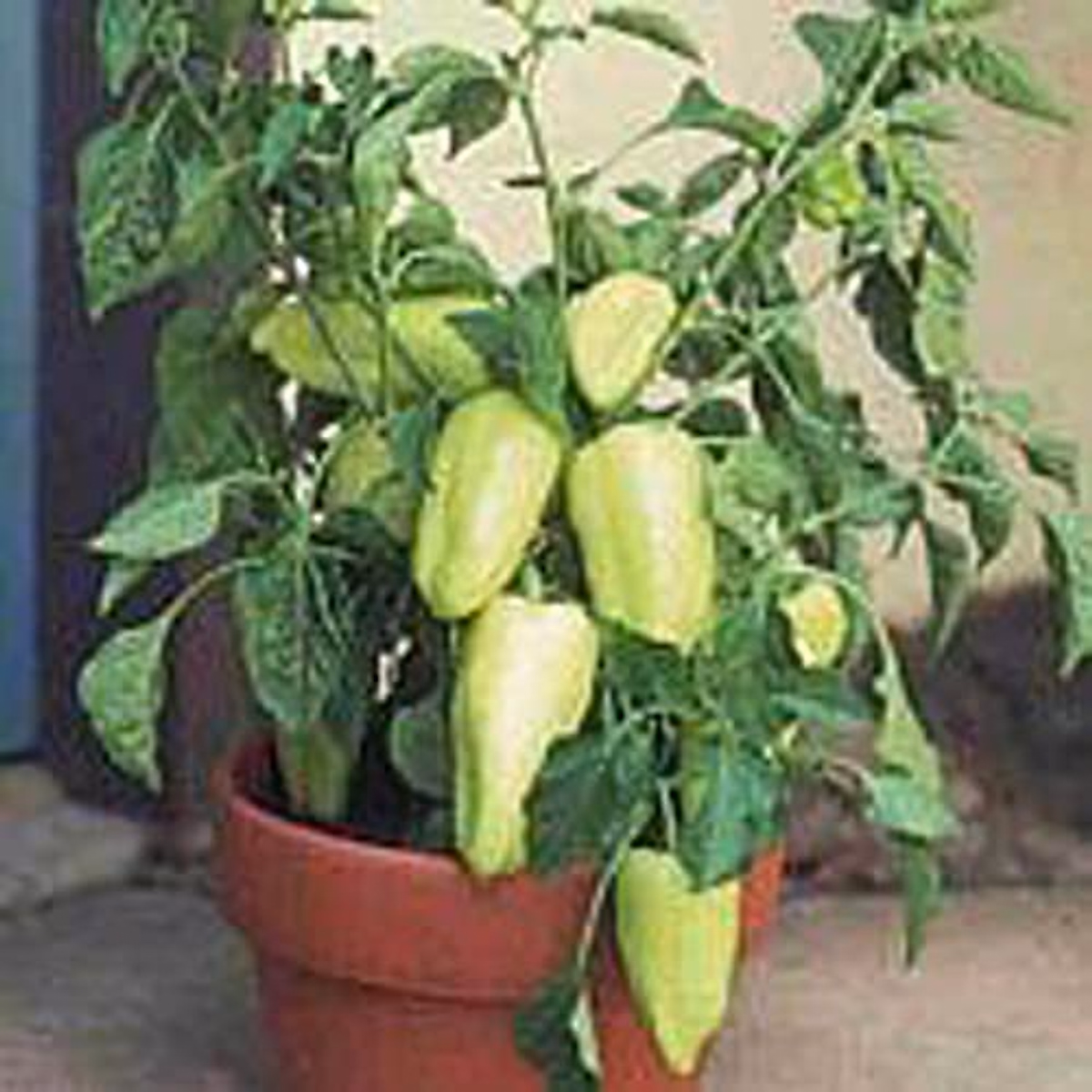 Gypsy Sweet Peppers Seeds (20+ Seeds) | Non GMO | Vegetable Fruit Herb Flower Seeds for Planting | Home Garden Greenhouse Pack