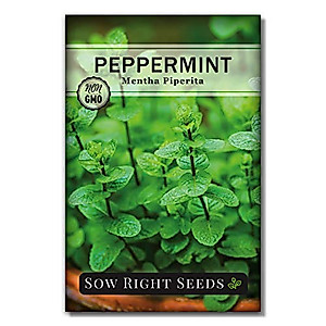 Sow Right Seeds - Peppermint Seeds for Planting - Non-GMO Heirloom Seeds - Full Instructions for Easy Planting and Growing an Herbal Tea Garden, Indoors or Outdoor; Great Gardening Gift