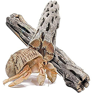 JOR Hermit Crab Log Woods, 5” Inches Long, Climbing Wood, Chew Toy, Stimulating Activity for Little Climbers, Long Dried Terrarium Décor Adds Raw Beauty, 2 Pieces