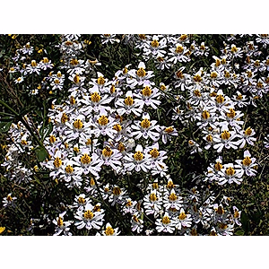 1194B-White Angels Poor Man's Orchid (Schizanthus pinnatus) Seeds by Robsrareandgiantseeds UPC0764425788430 Non-GMO,Organic,USA Grower,Bonsai,Showy, Butterfly Flower,1194-B Package of 15 Seeds