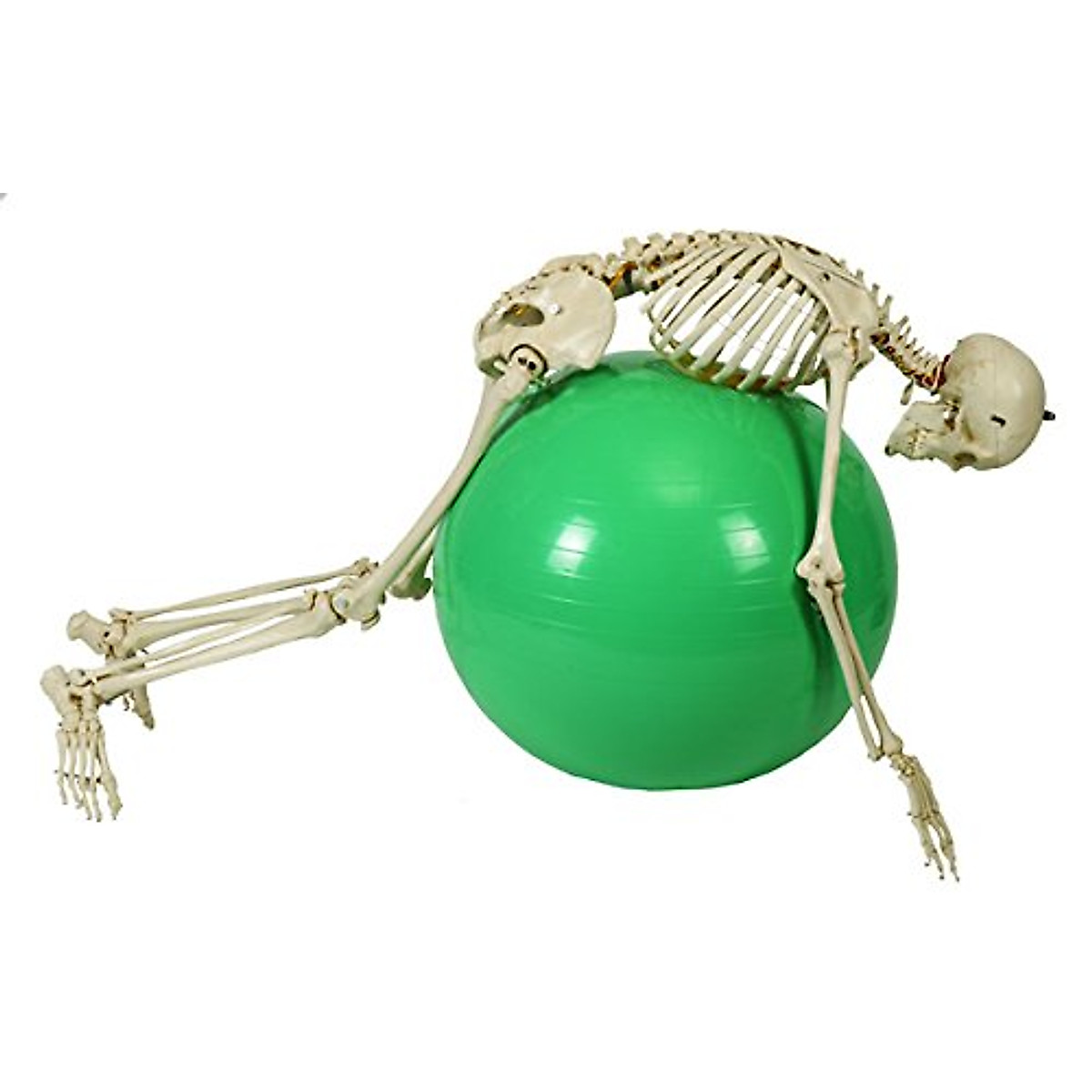 Rudiger Anatomie Physiological Skeleton with Flexible Spine, Spinal Cord, Vertebral Arteries, Mounted Herniated Disc and Sectioned Sacrum, Includes Display Stand with Casters, Dust Cover, and Warranty