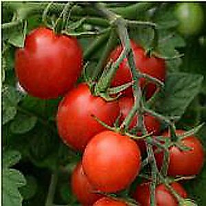 Tidy Treats Tomato Seeds (20+ Seeds) | Non GMO | Vegetable Fruit Herb Flower Seeds for Planting | Home Garden Greenhouse Pack