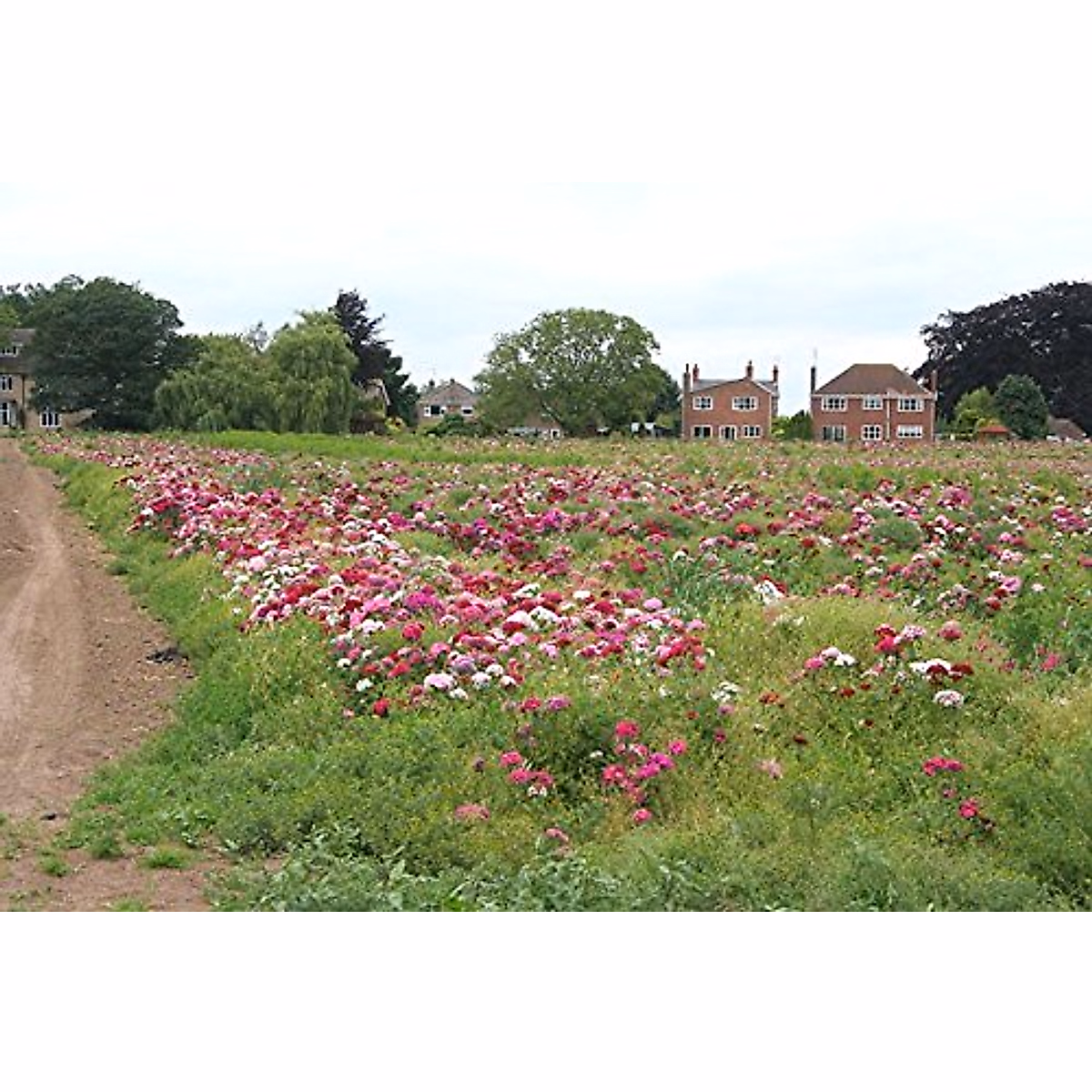 Flower Seeds - Sweet William Seeds- Mixed Colors - Dianthus barbatus - Biennial - Liliana's Garden