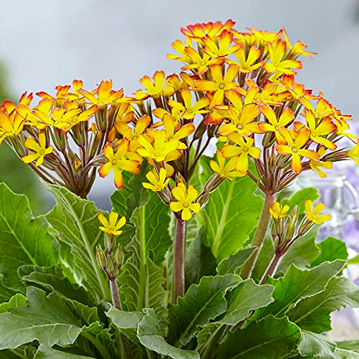 YEGAOL Garden 50Pcs Primula Seeds Primrose Polyanthus Seeds Perennial Annual Hardy Non-GMO Indoor Outdoor Potted Plant Flower Seeds