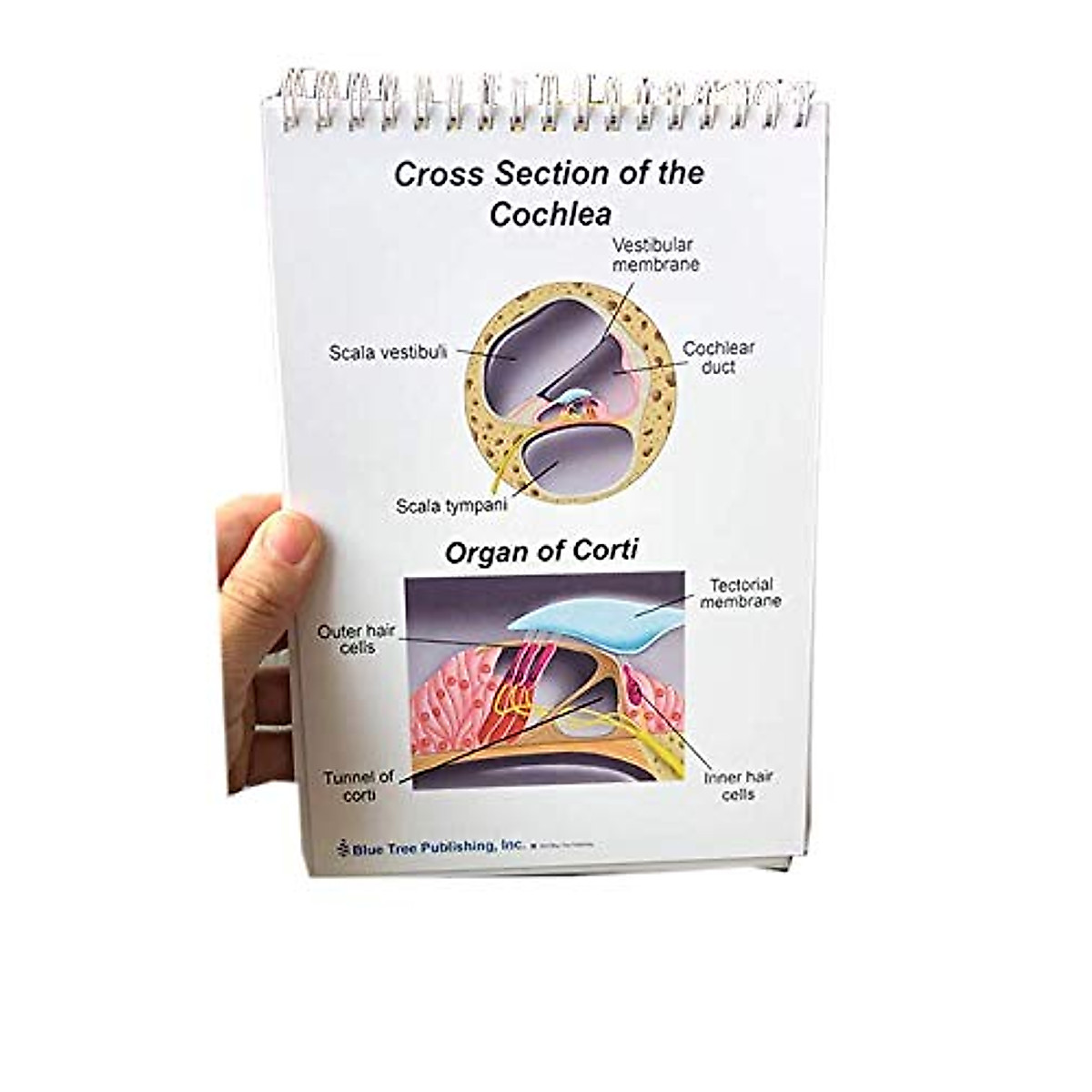 Blue Tree Publishing Ear Anatomy Desktop Charts For AUD, Audiologist, Hearing Centers and Classroom material for Education
