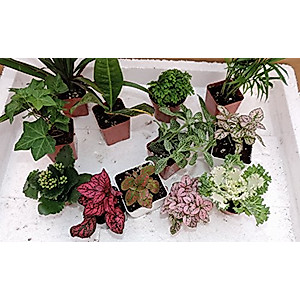 Terrarium & Fairy Garden Plants -3 Plants in 2.5" pots unique-jmbamboo