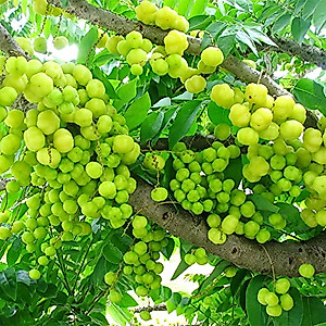 QAUZUY GARDEN 5 Seeds Tahitian Gooseberry Phyllanthus Acidus Malay Star Tree Fruit Seeds -Non-GMO & Untreated Seeds -Rare Exotic Nutritious Fruits for Garden Home